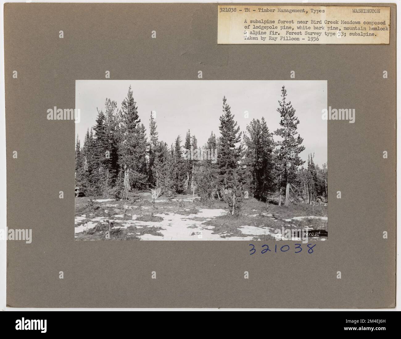 Timber Management: Types - Washington. Photographs Relating to National ...