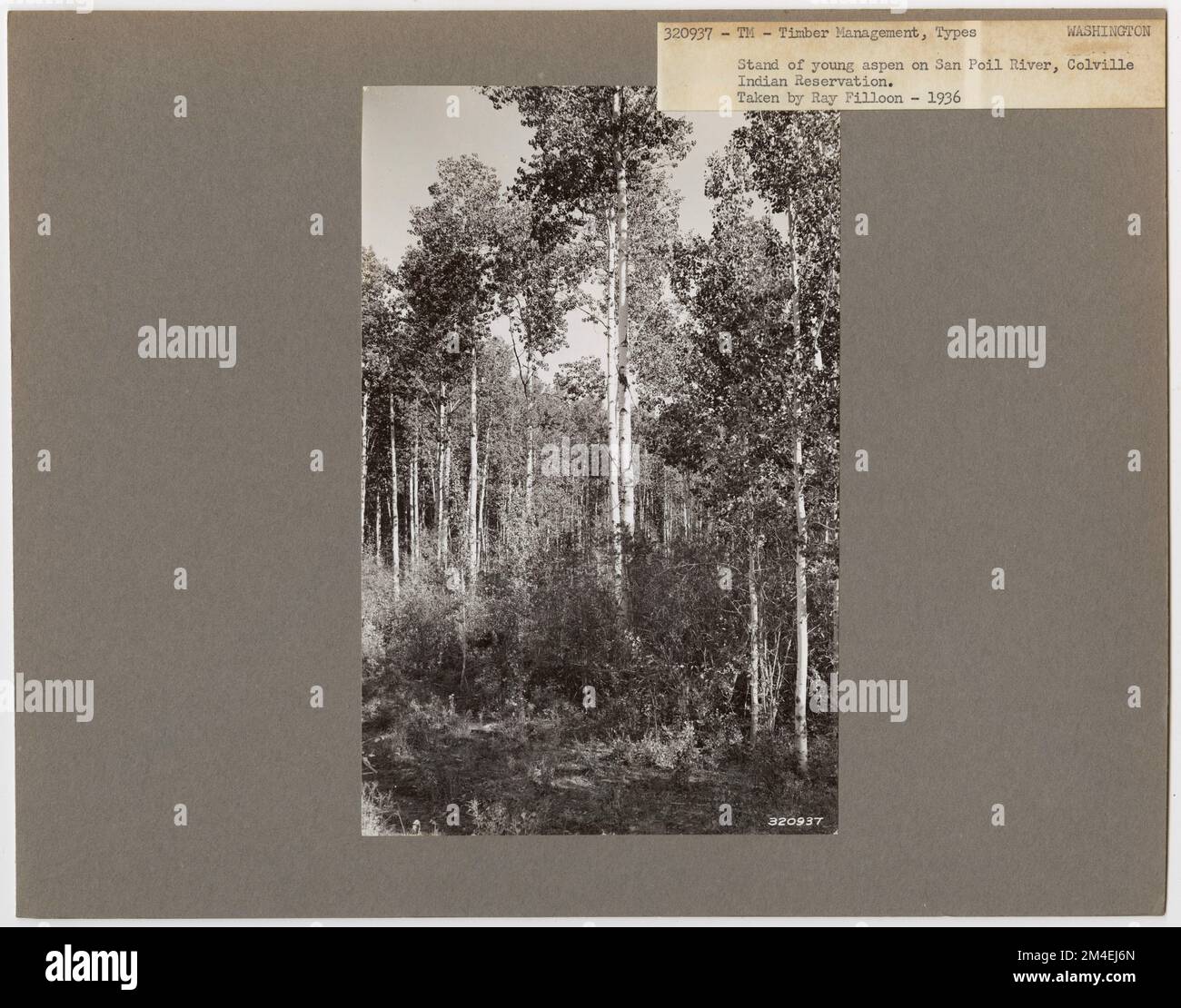 Timber Management: Types - Washington. Photographs Relating to National ...
