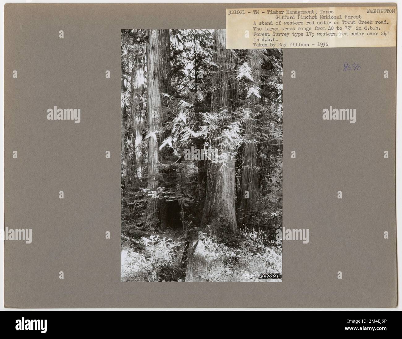 Timber Management: Types - Washington. Photographs Relating to National ...
