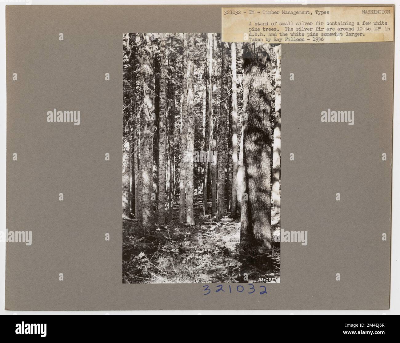 Timber Management: Types - Washington. Photographs Relating to National ...
