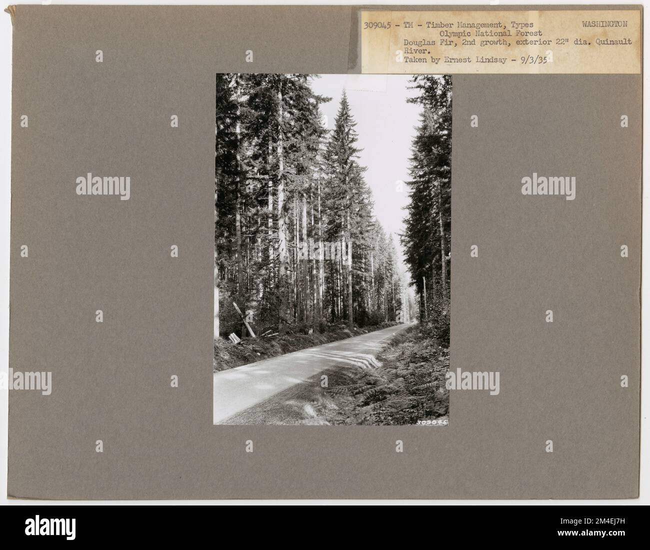 Timber Management: Types - Washington. Photographs Relating to National ...