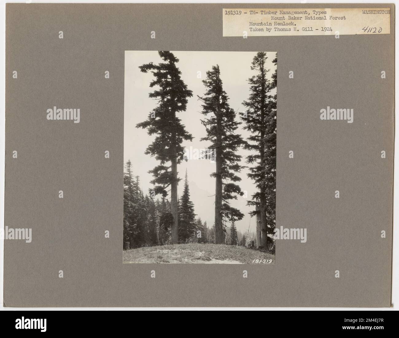 Timber Management: Types - Washington. Photographs Relating to National ...