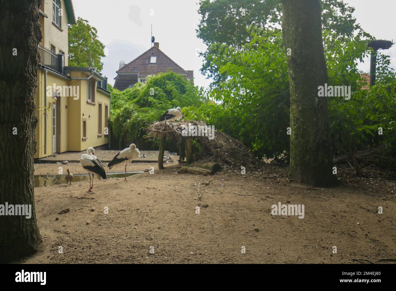 Storks in the reserve. Storks and ducks in a park.Storks nest in the ...