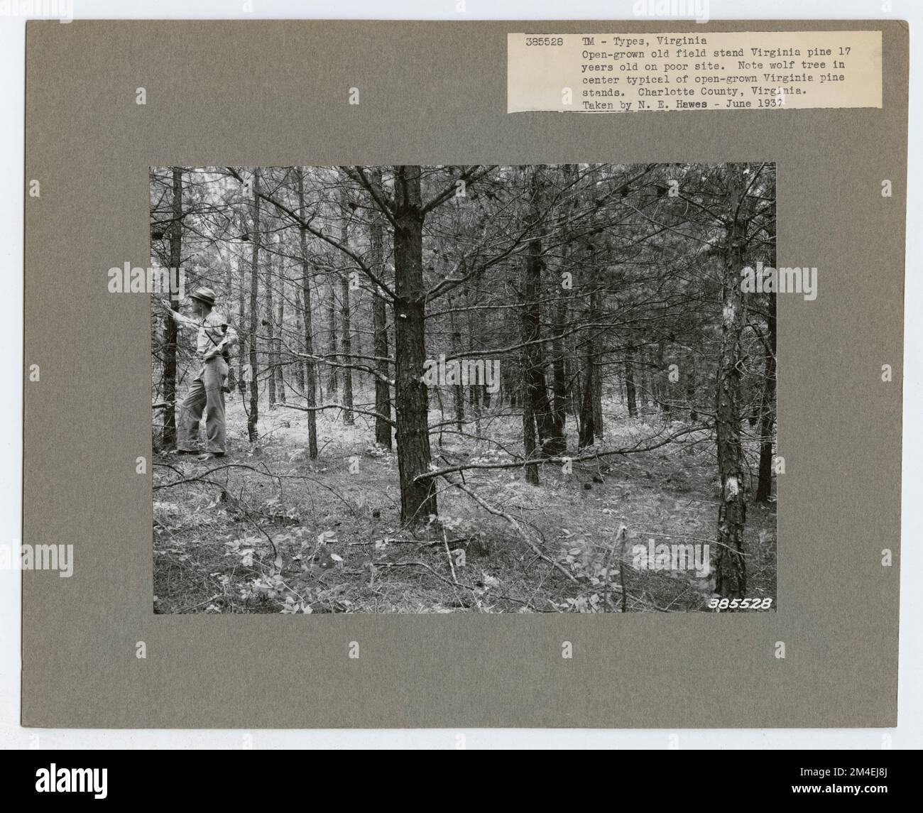 Timber Management: Types - Virginia. Photographs Relating to National ...