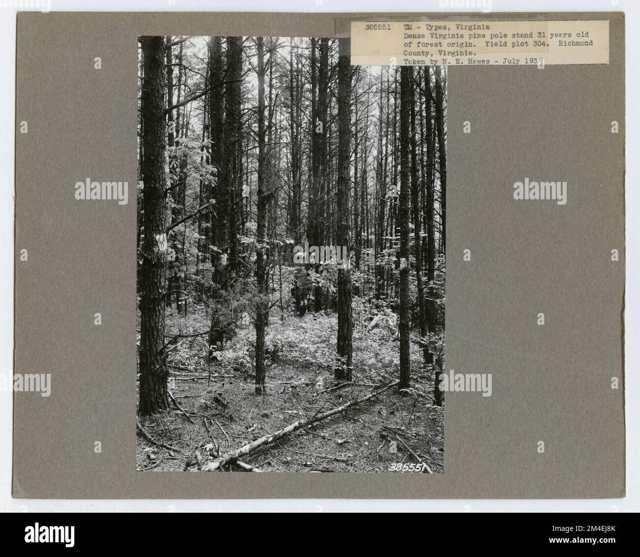 Timber Management: Types - Virginia. Photographs Relating to National ...