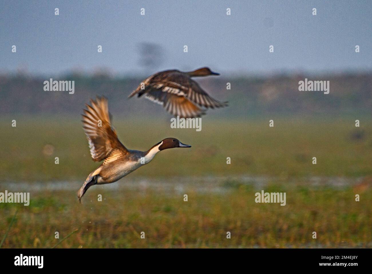 Northern Pintail at Chilka Bird Sanctuary in Orissa State in India ...