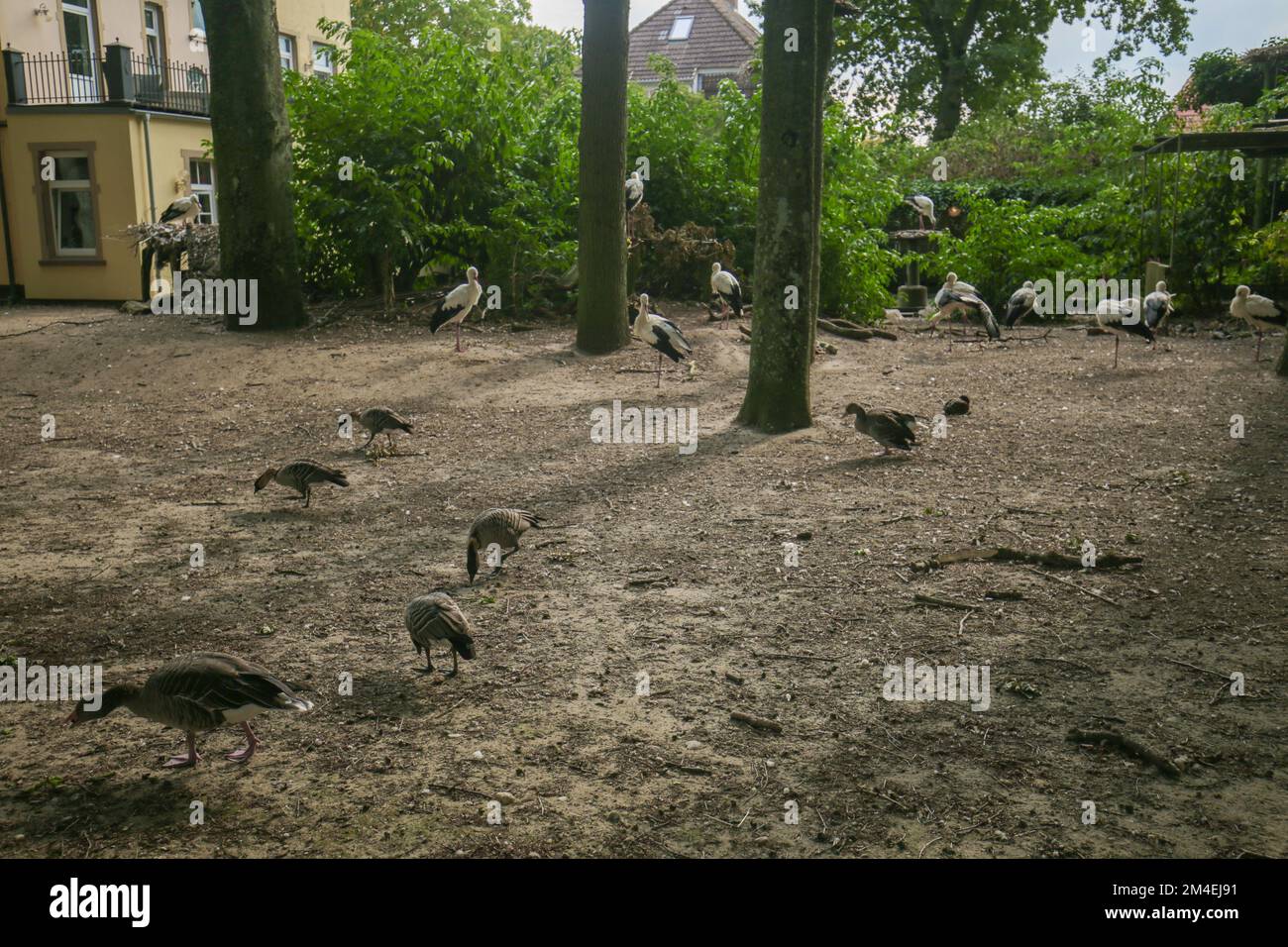 Storks reserve. Storks and ducks in a green park.Storks nest in the ...