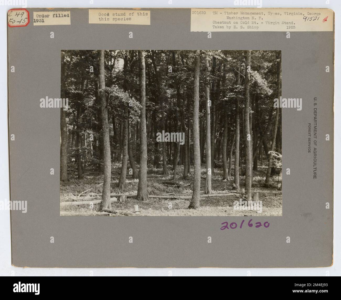 Timber Management: Types - Virginia. Photographs Relating to National ...