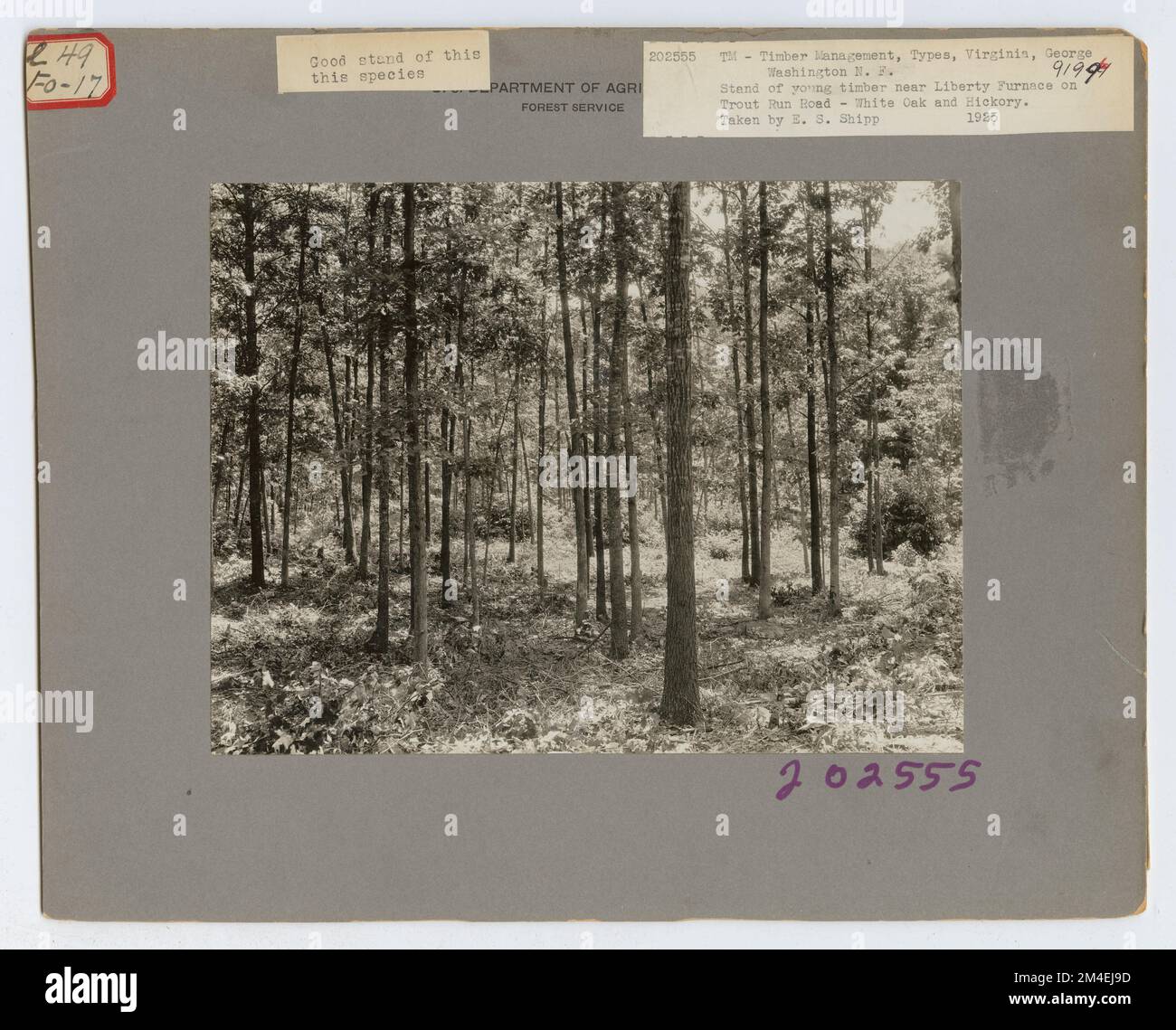 Timber Management: Types - Virginia. Photographs Relating to National ...