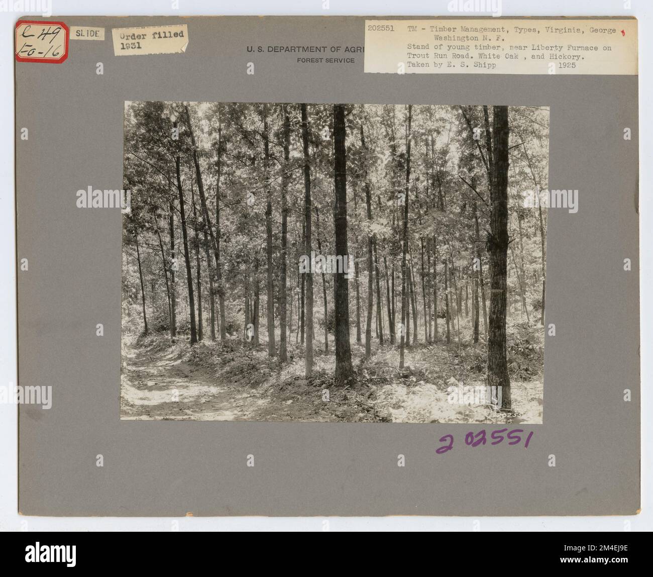 Timber Management: Types - Virginia. Photographs Relating to National ...