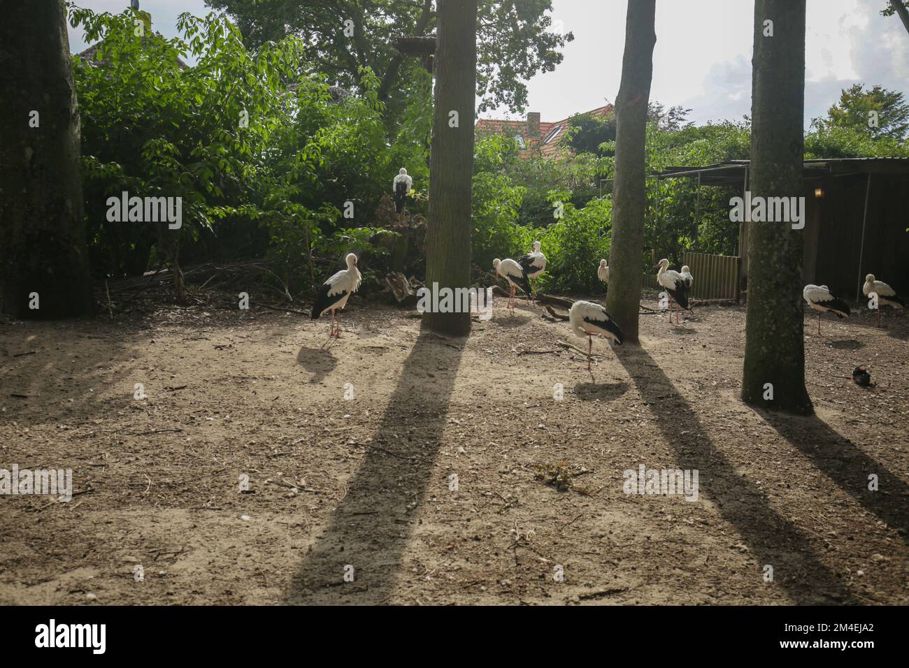 Storks group in the reserve. Storks and ducks in a park.Storks nest in ...