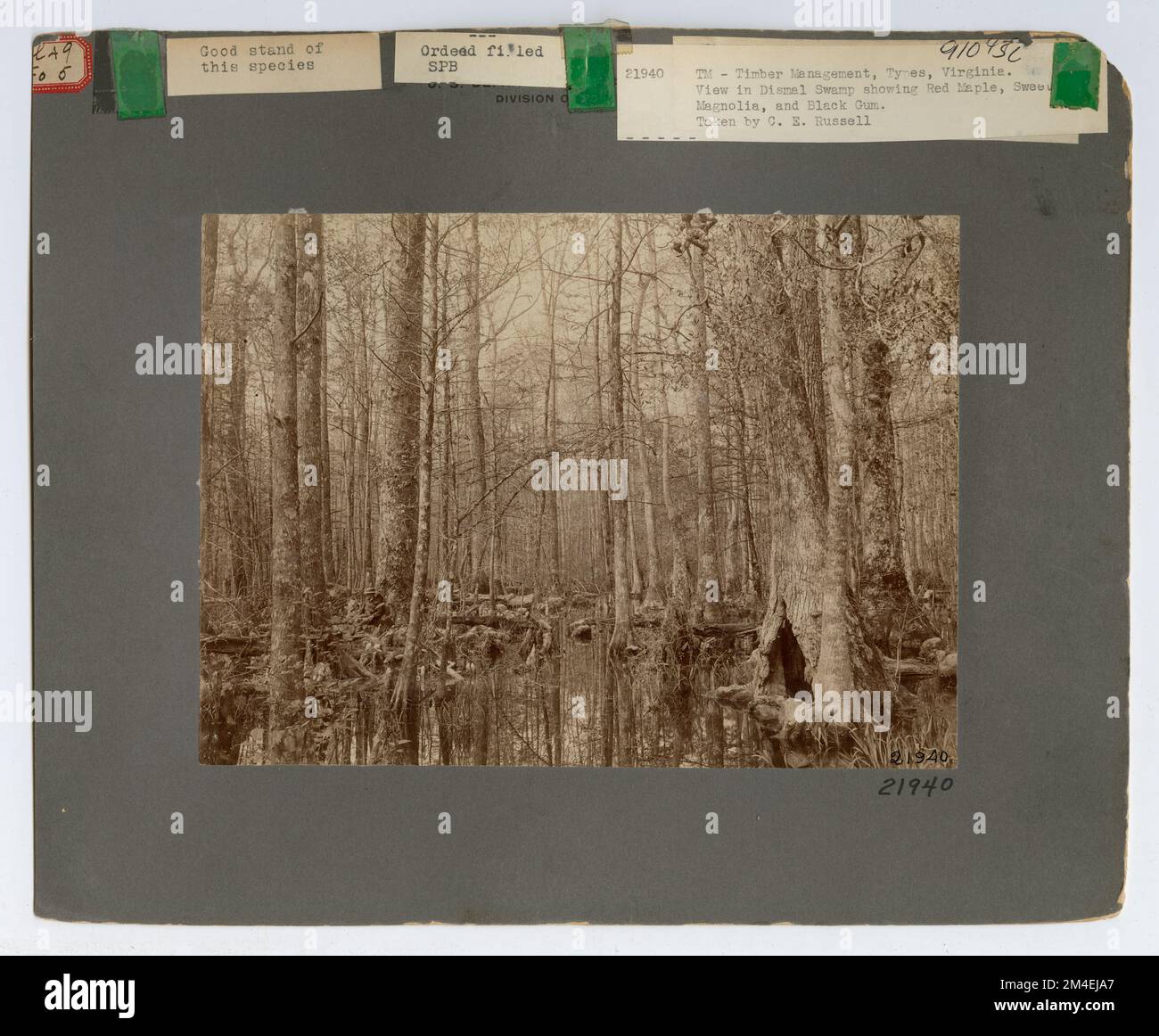 Timber Management: Types - Virginia. Photographs Relating to National ...