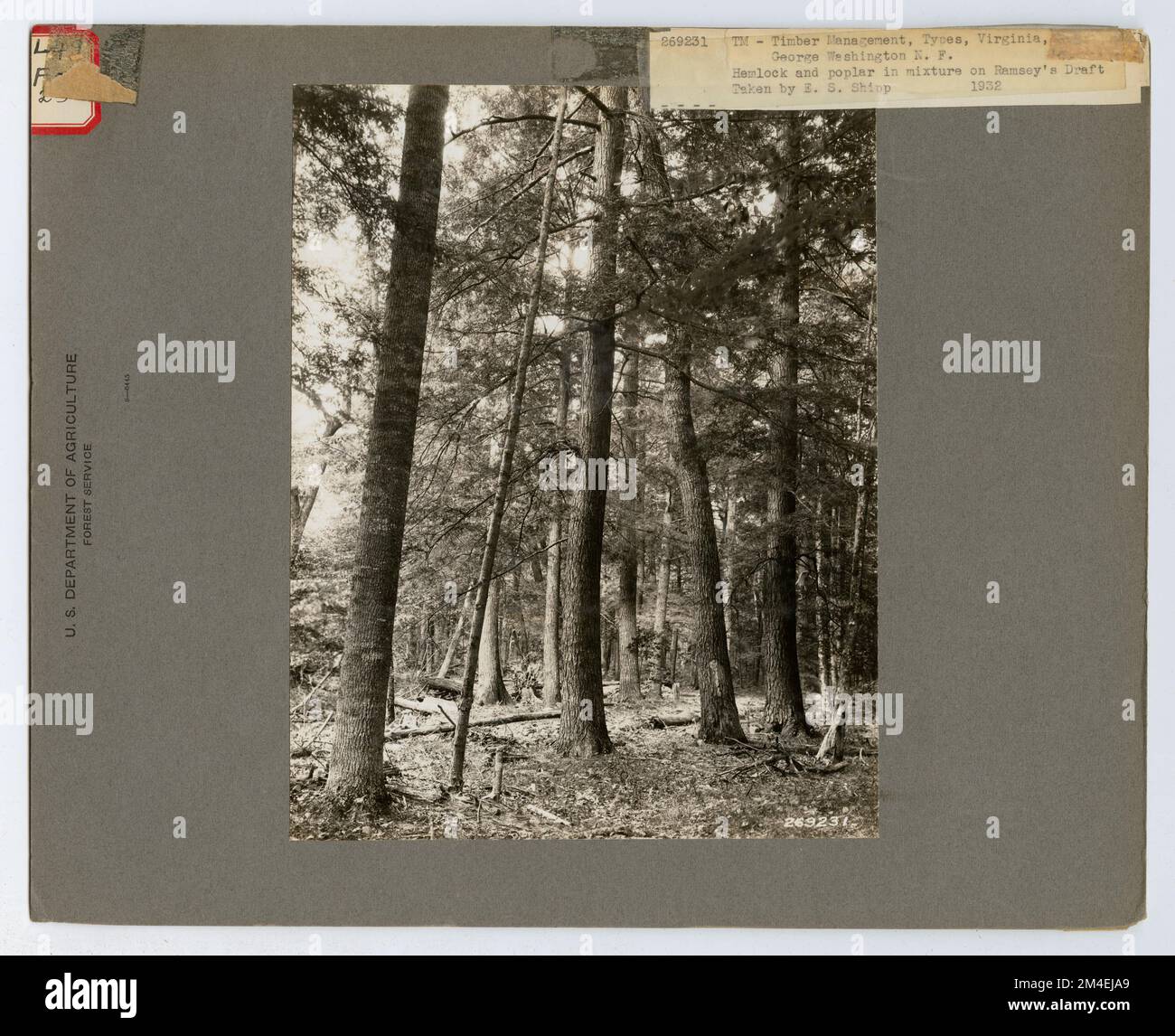 Timber Management: Types - Virginia. Photographs Relating to National ...