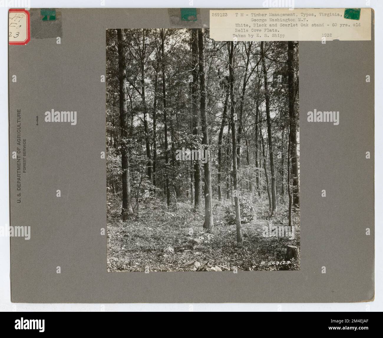 Timber Management: Types - Virginia. Photographs Relating to National ...