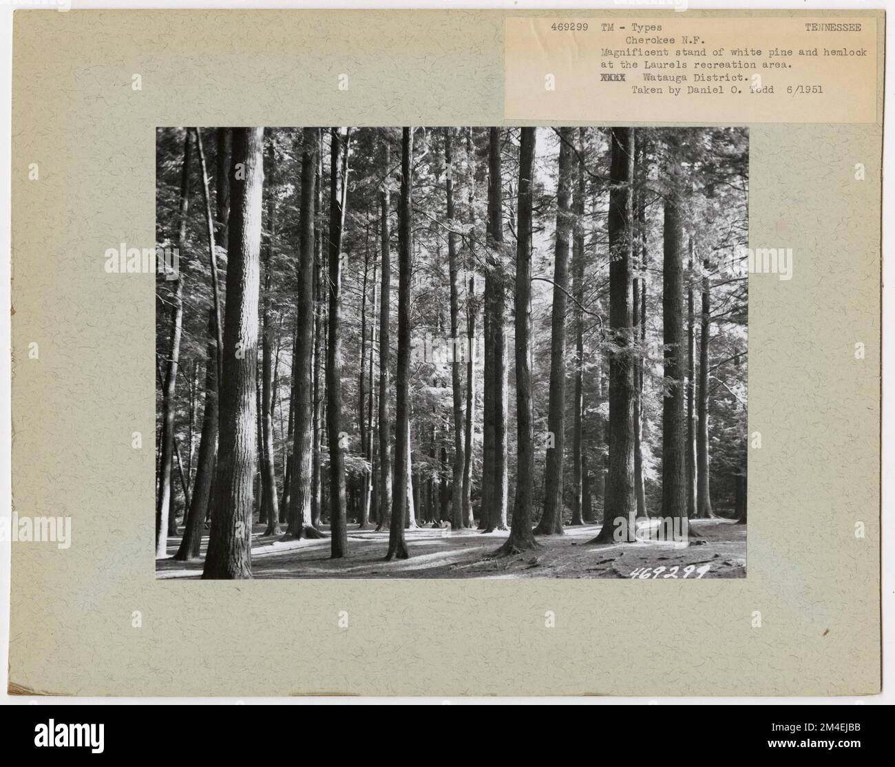 Timber Management: Types - Tennessee. Photographs Relating to National ...