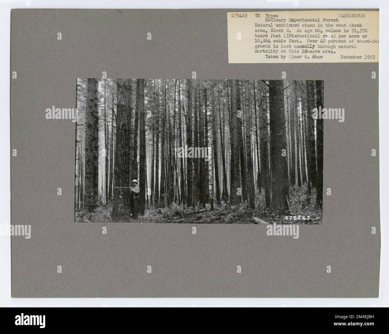 Timber Management: Types - Washington. Photographs Relating to National ...