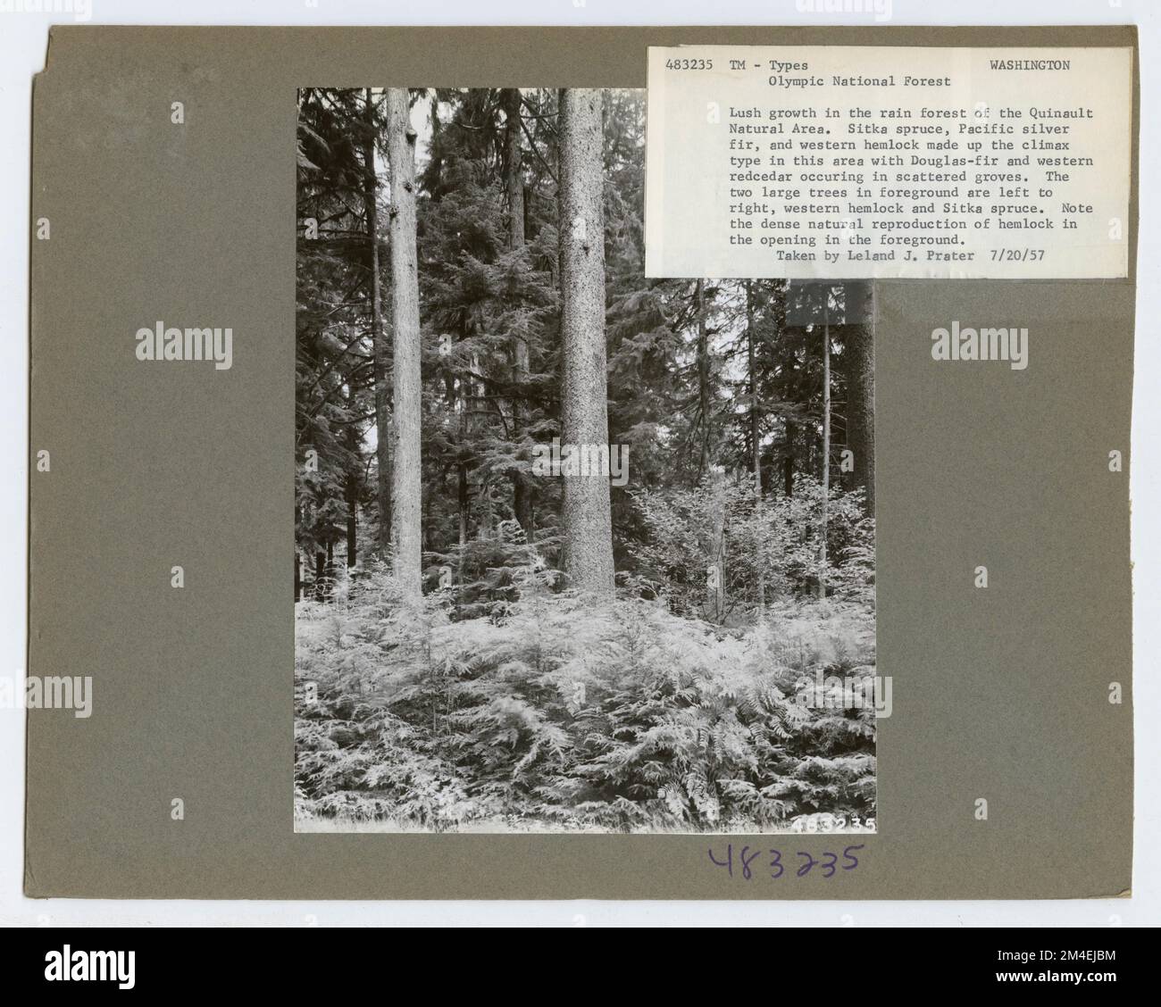 Timber Management: Types - Washington. Photographs Relating to National ...