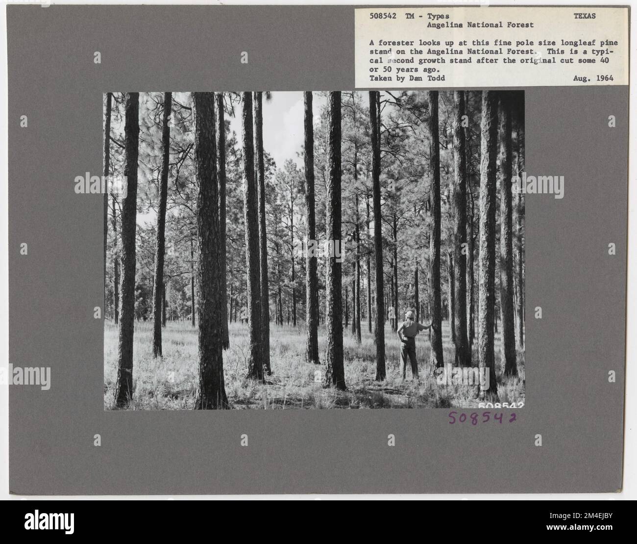 Timber Management: Types - Texas. Photographs Relating to National ...