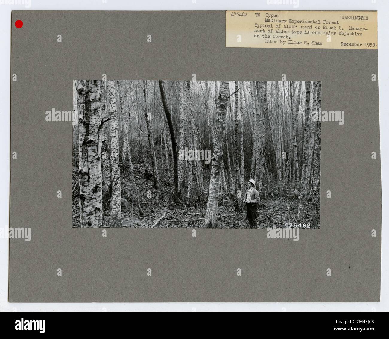 Timber Management: Types - Washington. Photographs Relating to National ...