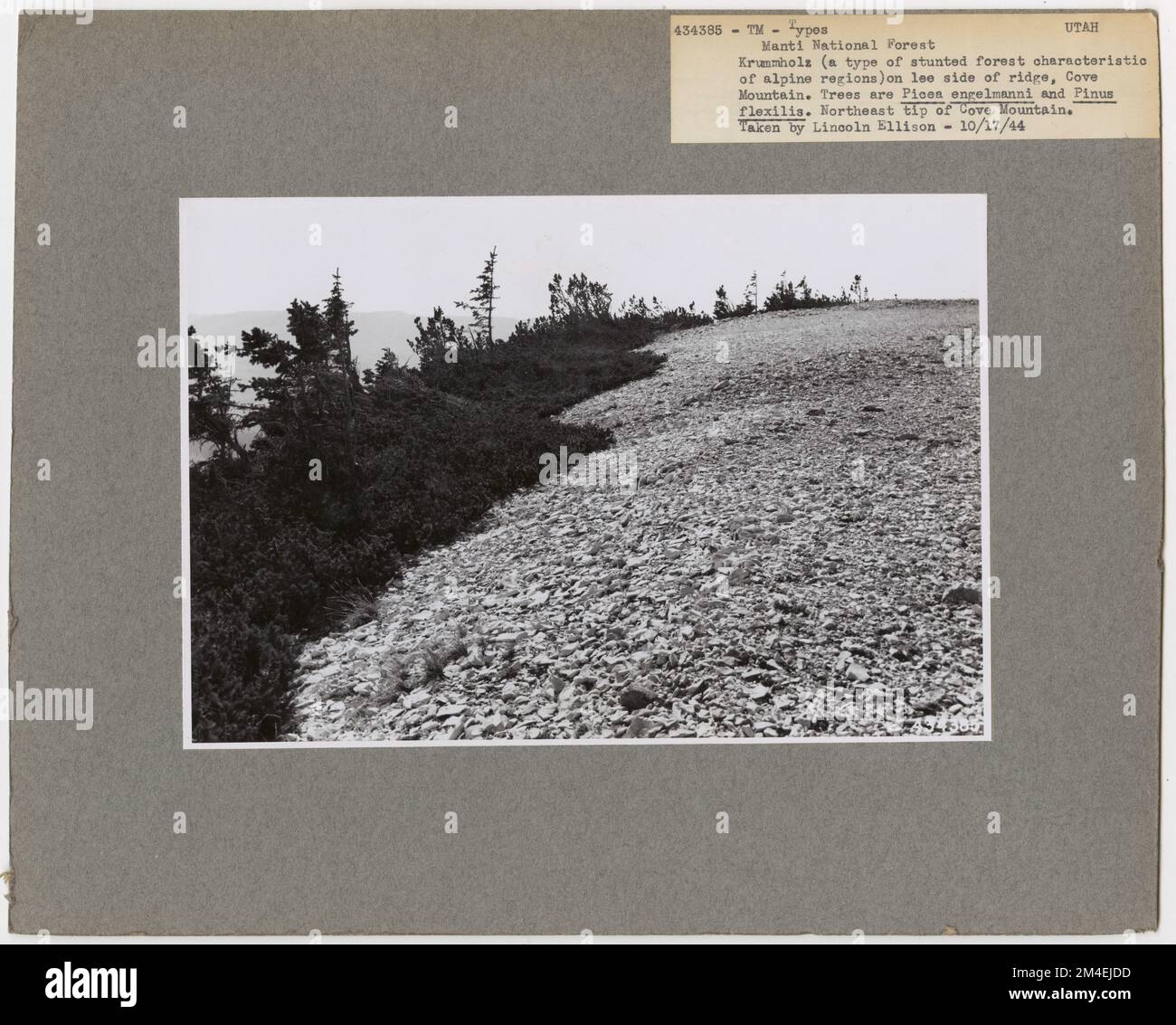 Timber Management: Types - Utah. Photographs Relating to National ...
