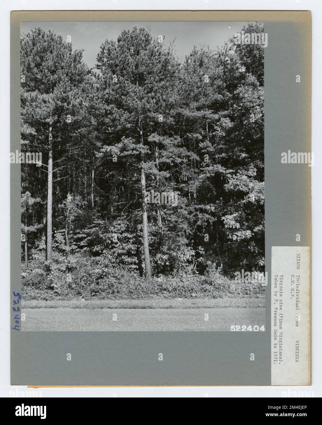 Timber Management: Types - Virginia. Photographs Relating to National ...