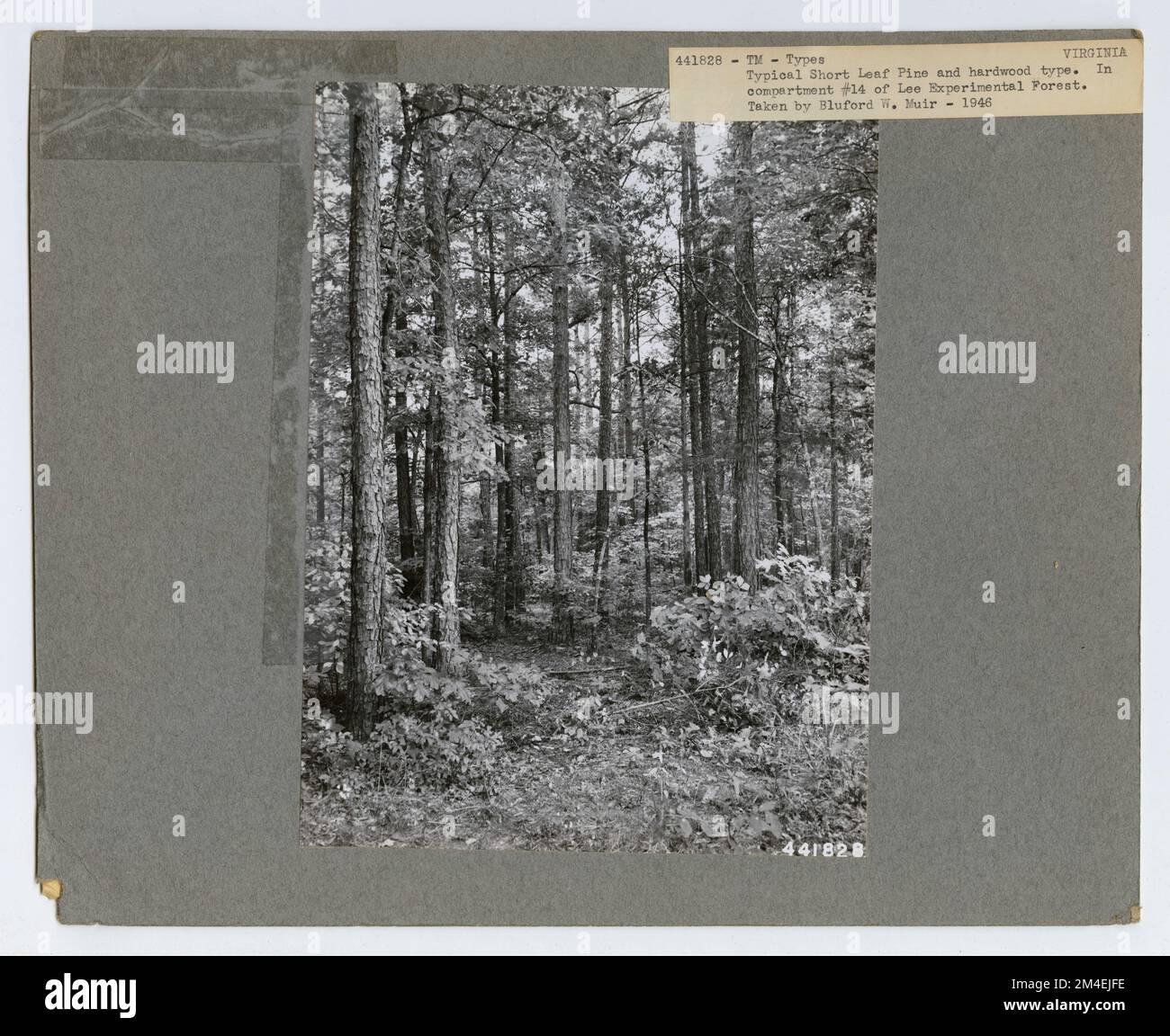Timber Management: Types - Virginia. Photographs Relating to National ...
