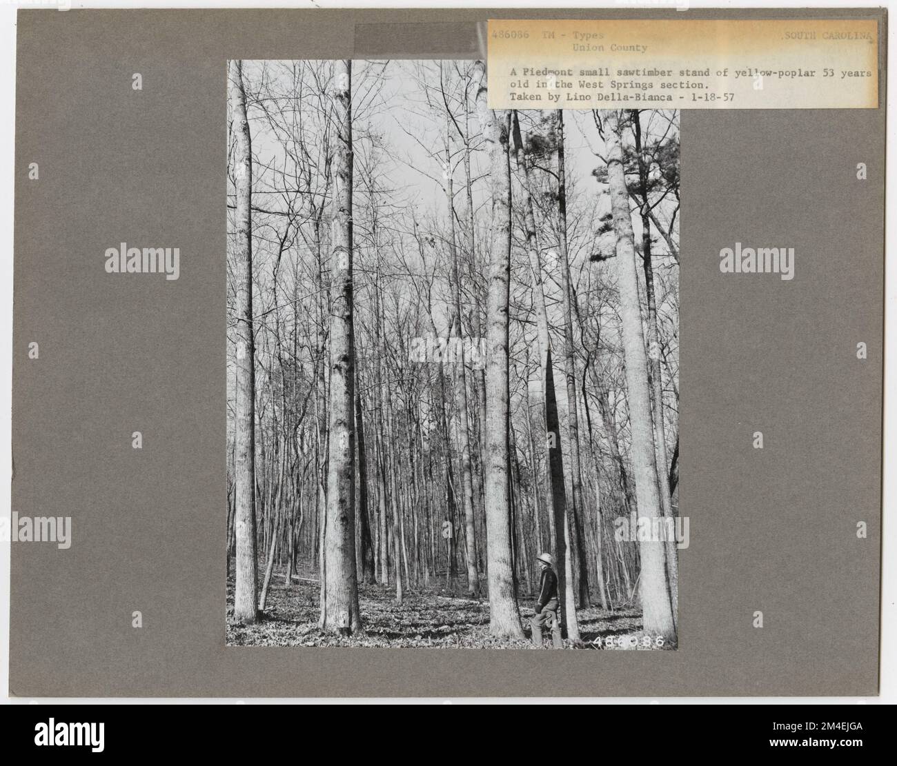 Timber Management: Types - South Carolina. Photographs Relating to ...