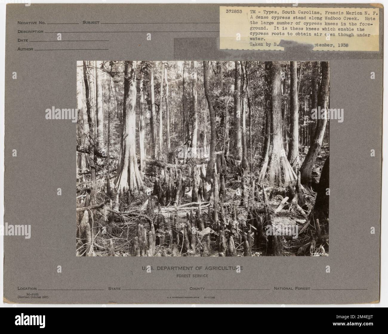 Timber Management: Types - South Carolina. Photographs Relating to ...