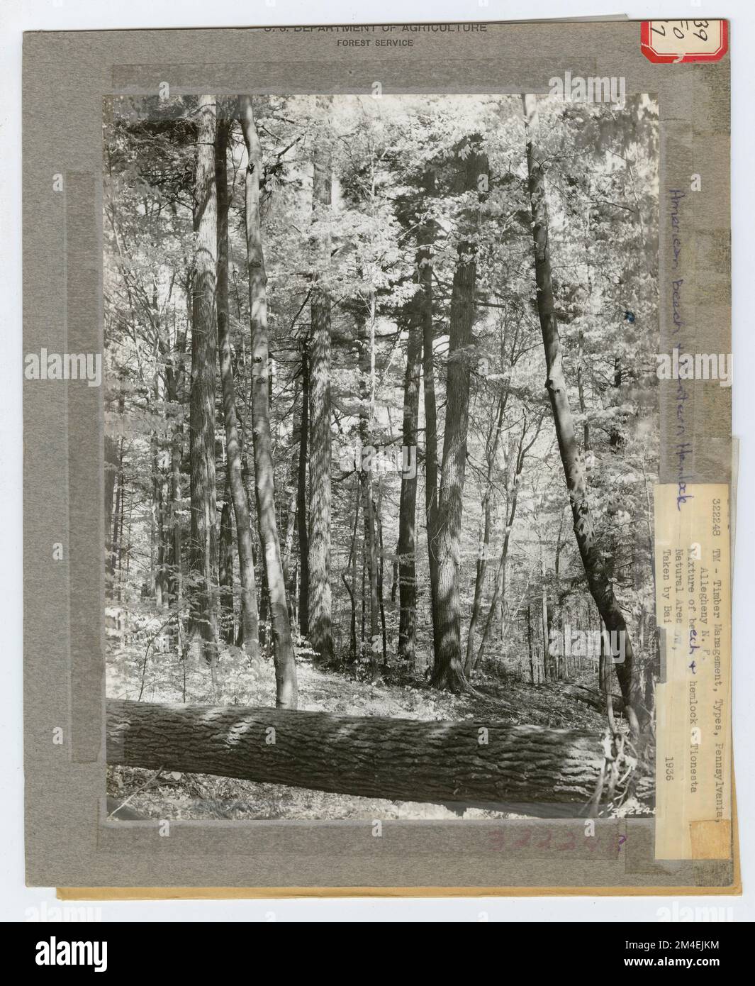 Timber Management: Types - Pennsylvania. Photographs Relating to ...
