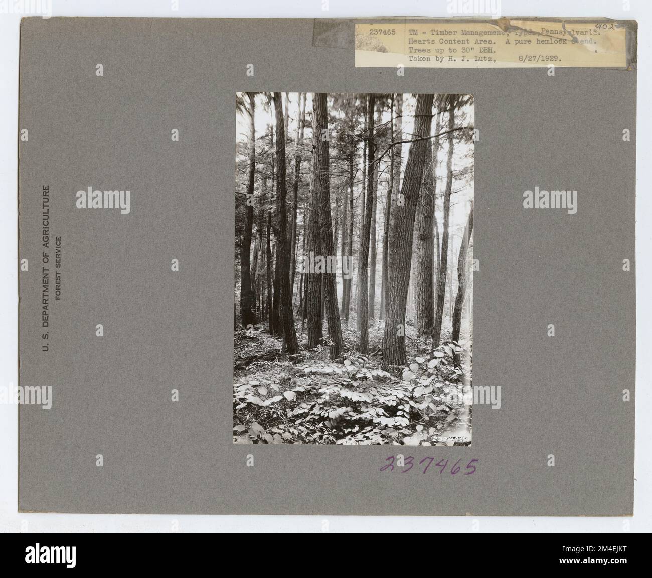 Timber Management: Types - Pennsylvania. Photographs Relating to ...