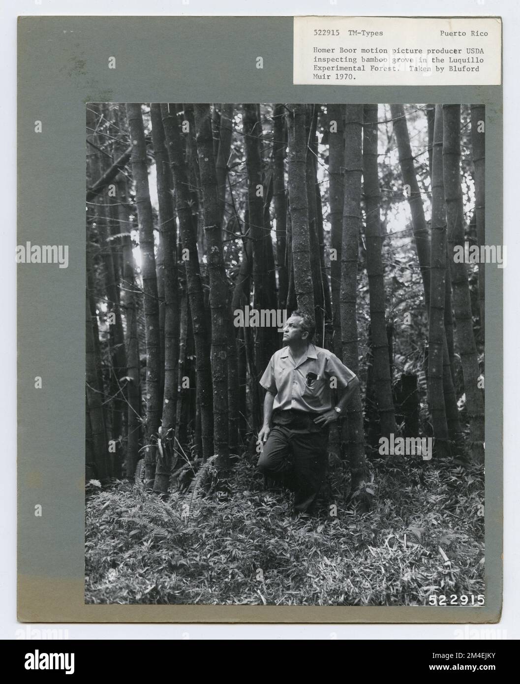 Timber Management: Types - Puerto Rico. Photographs Relating to ...