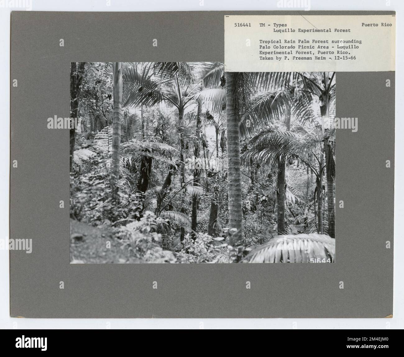 Timber Management: Types - Puerto Rico. Photographs Relating to ...