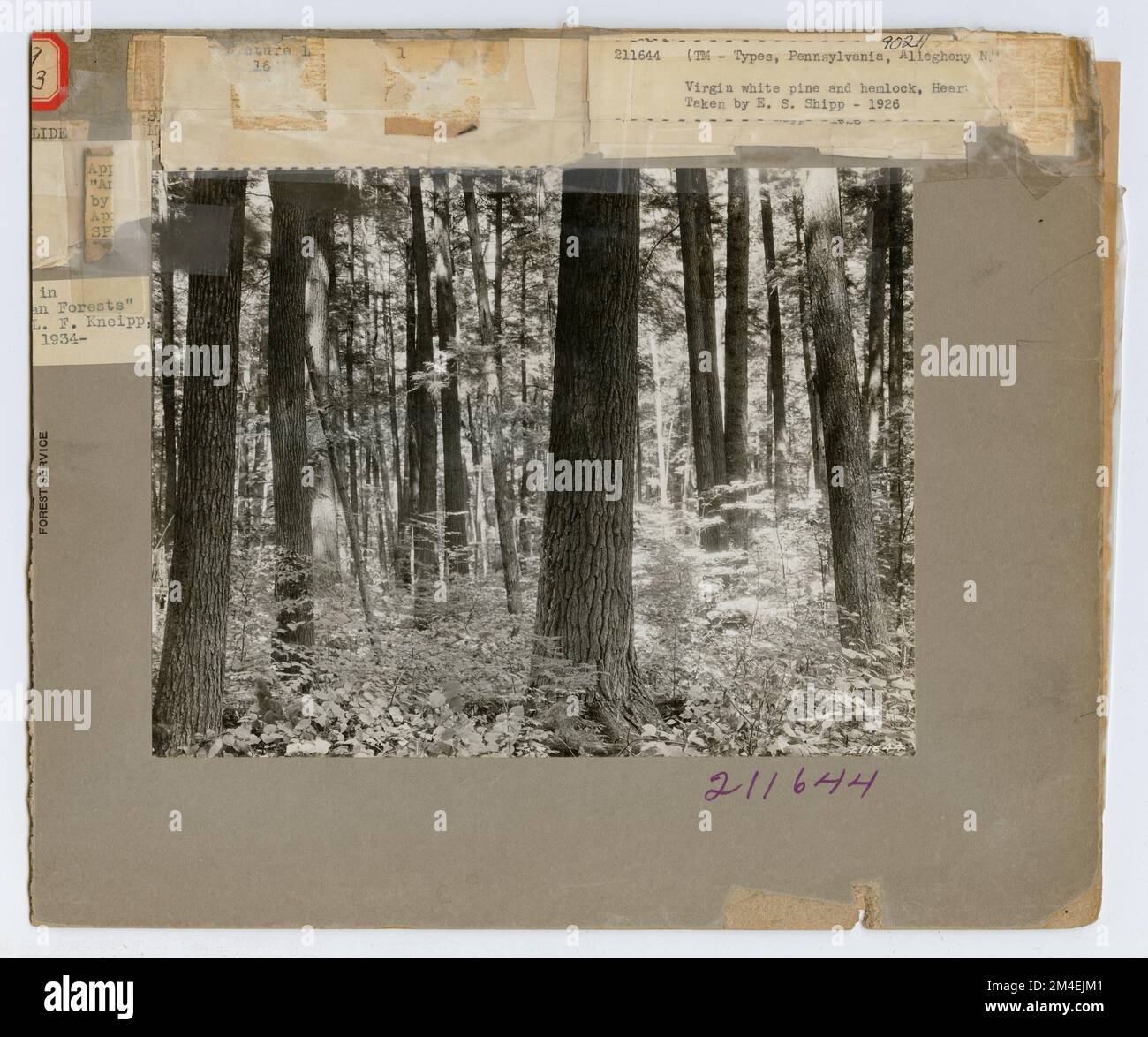 Timber Management: Types - Pennsylvania. Photographs Relating to ...