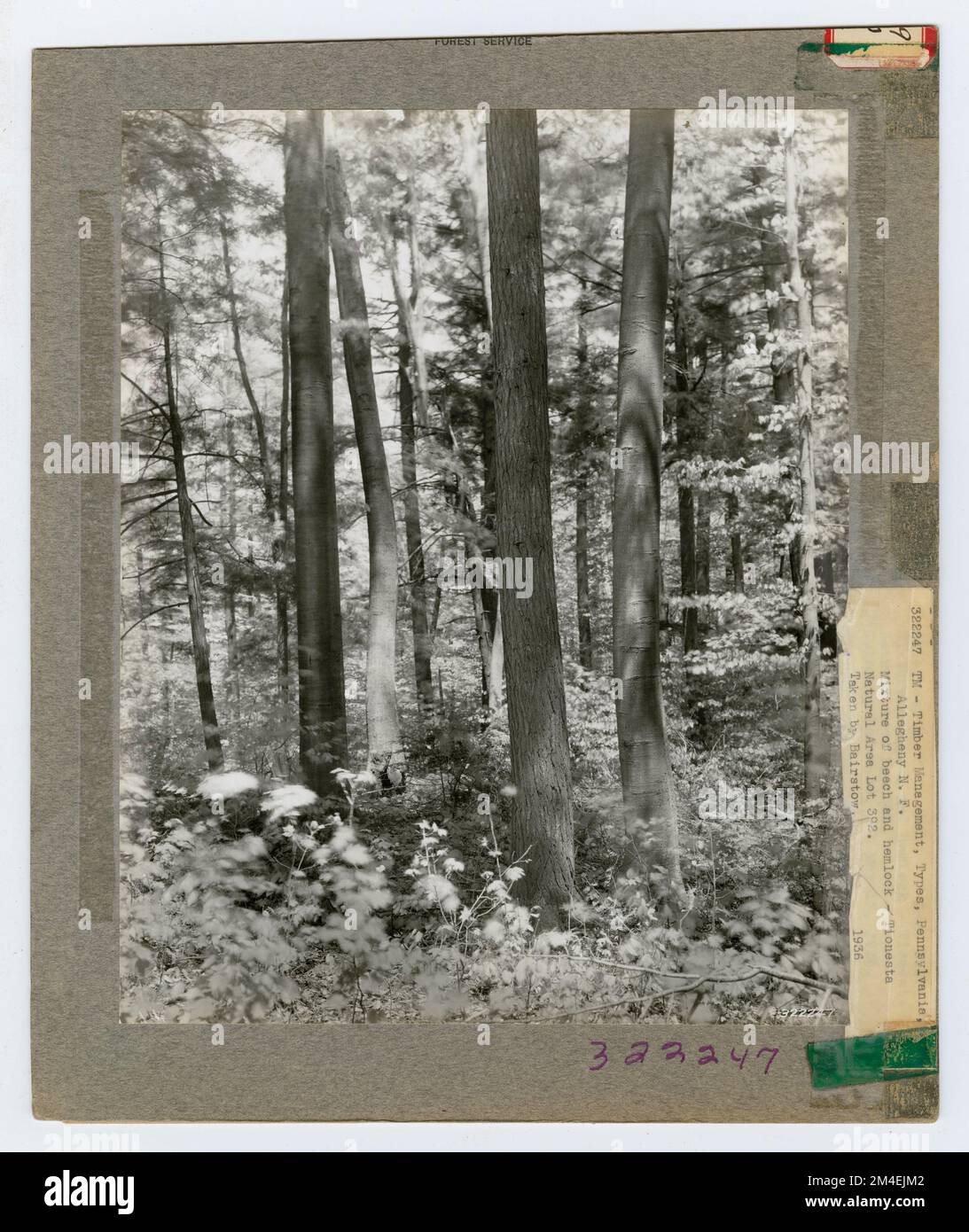 Timber Management: Types - Pennsylvania. Photographs Relating to ...