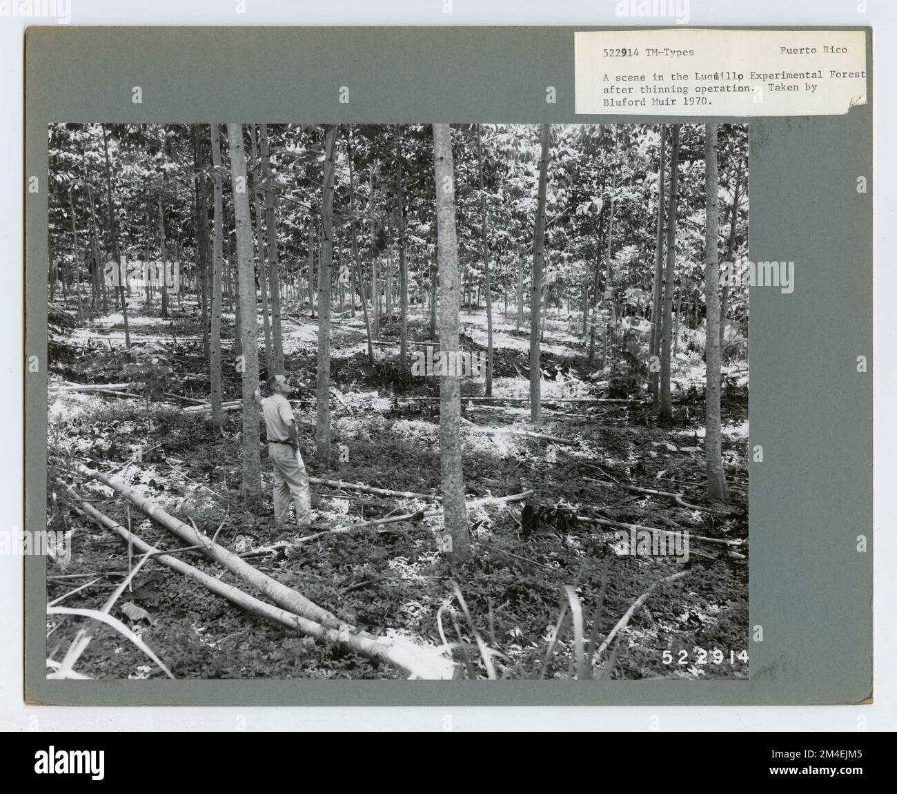 Timber Management: Types - Puerto Rico. Photographs Relating to ...