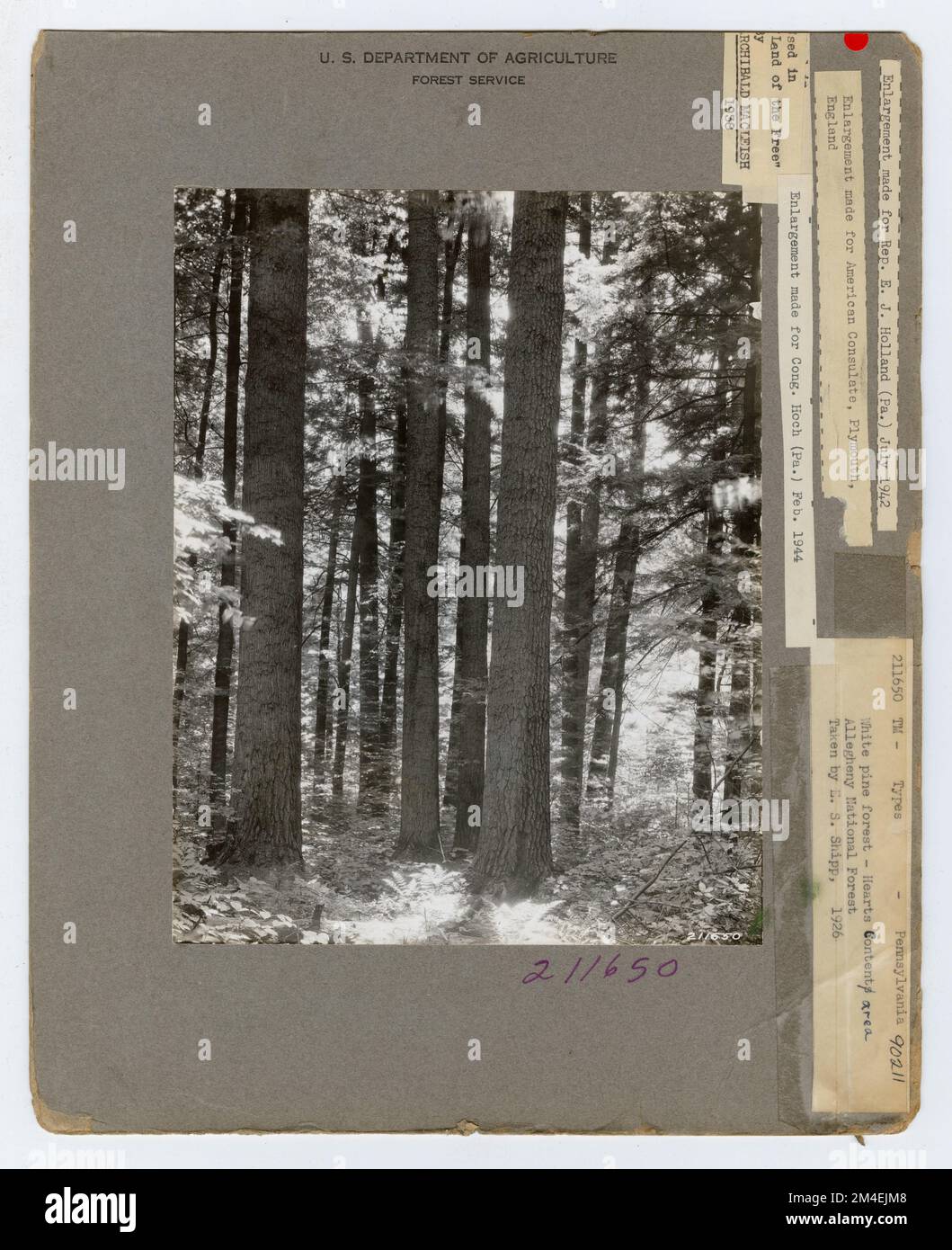Timber Management: Types - Pennsylvania. Photographs Relating to ...