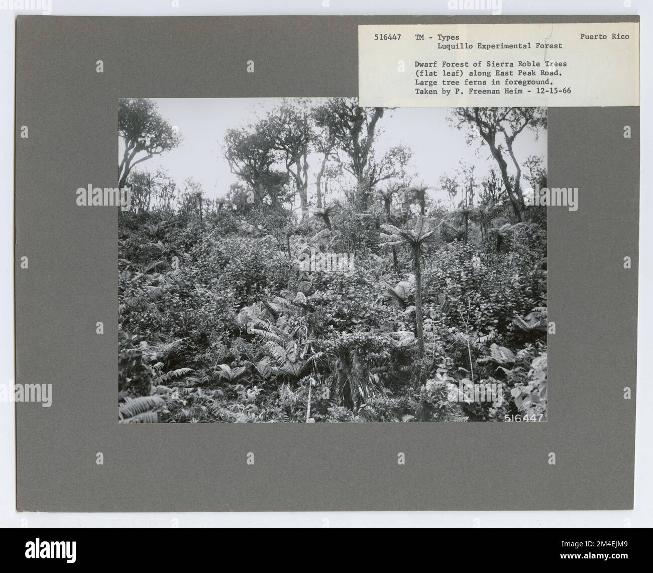 Timber Management: Types - Puerto Rico. Photographs Relating to ...