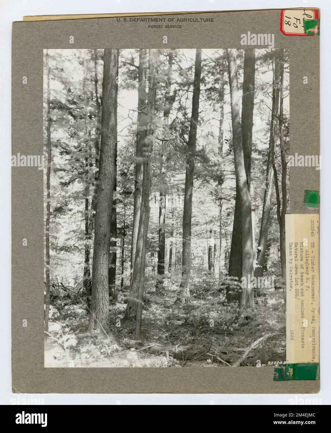 Timber Management: Types - Pennsylvania. Photographs Relating to ...