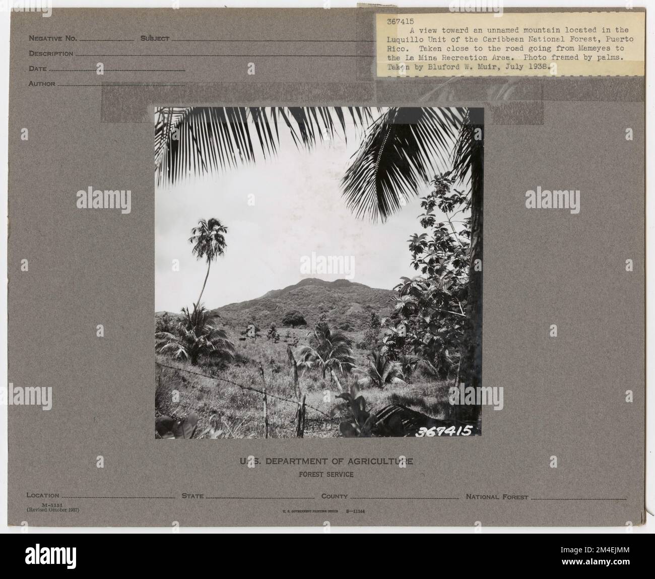 Timber Management: Types - Puerto Rico. Photographs Relating to ...