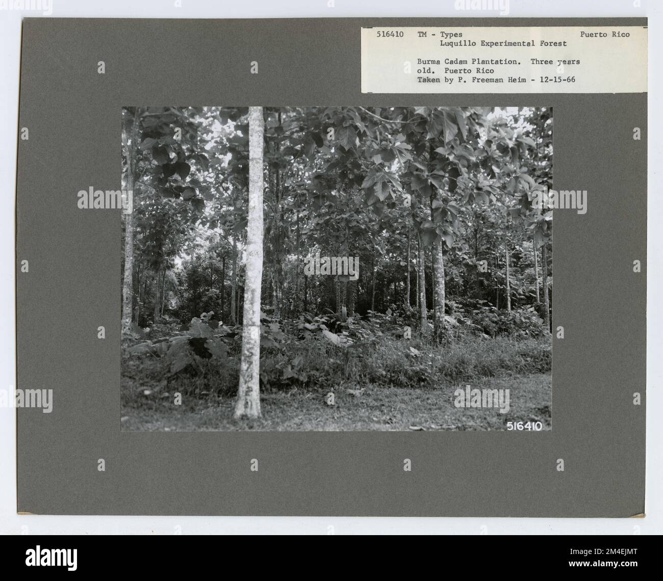 Timber Management: Types - Puerto Rico. Photographs Relating to ...