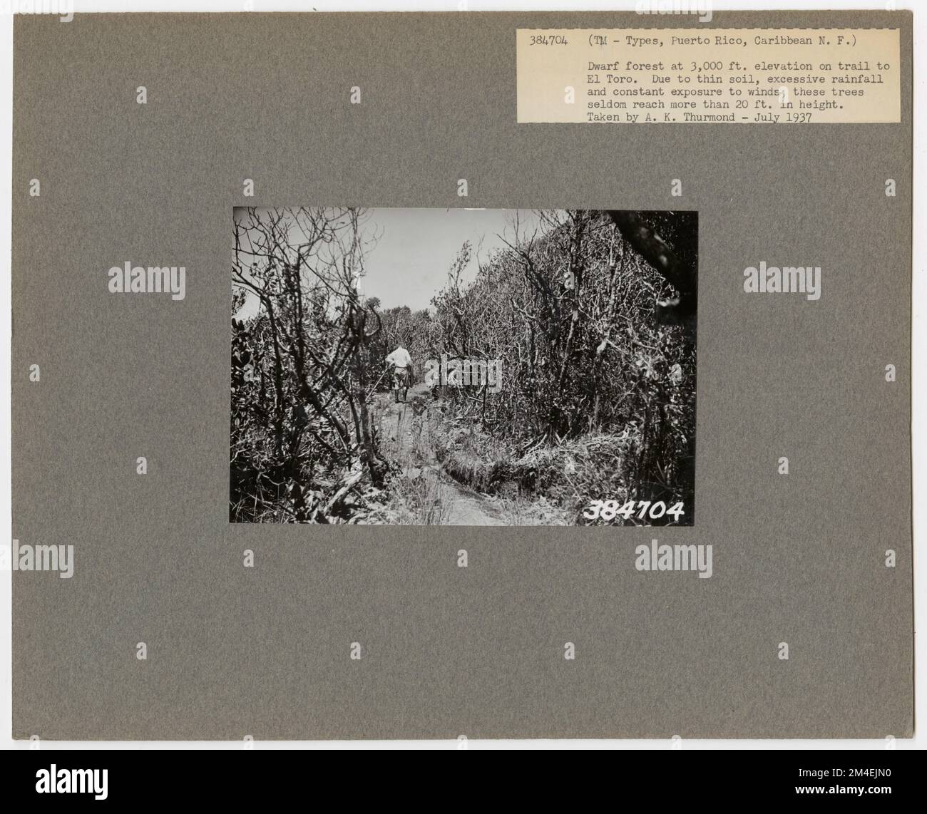 Timber Management: Types - Puerto Rico. Photographs Relating to ...