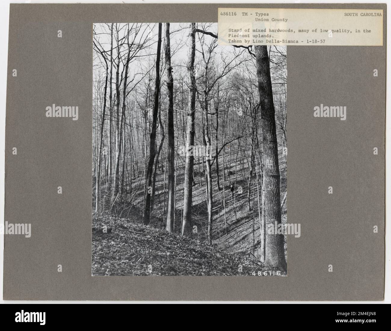 Timber Management: Types - South Carolina. Photographs Relating to ...