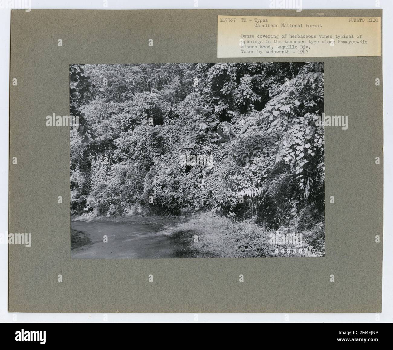 Timber Management: Types - Puerto Rico. Photographs Relating to ...