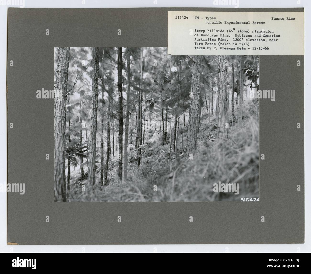Timber Management: Types - Puerto Rico. Photographs Relating to ...