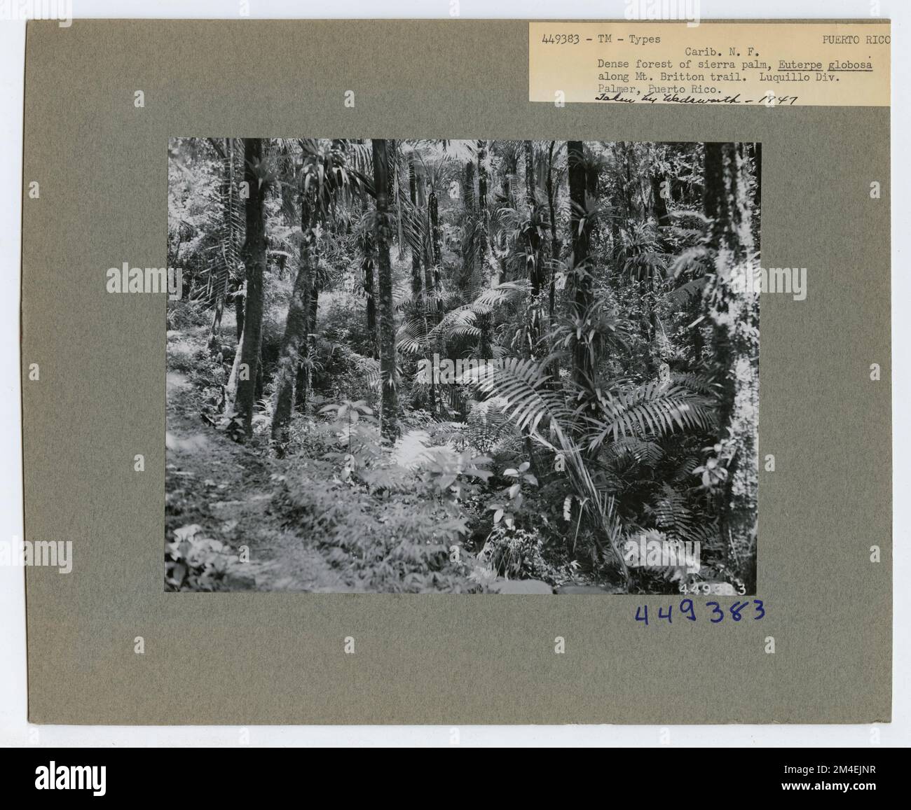 Timber Management: Types - Puerto Rico. Photographs Relating to ...
