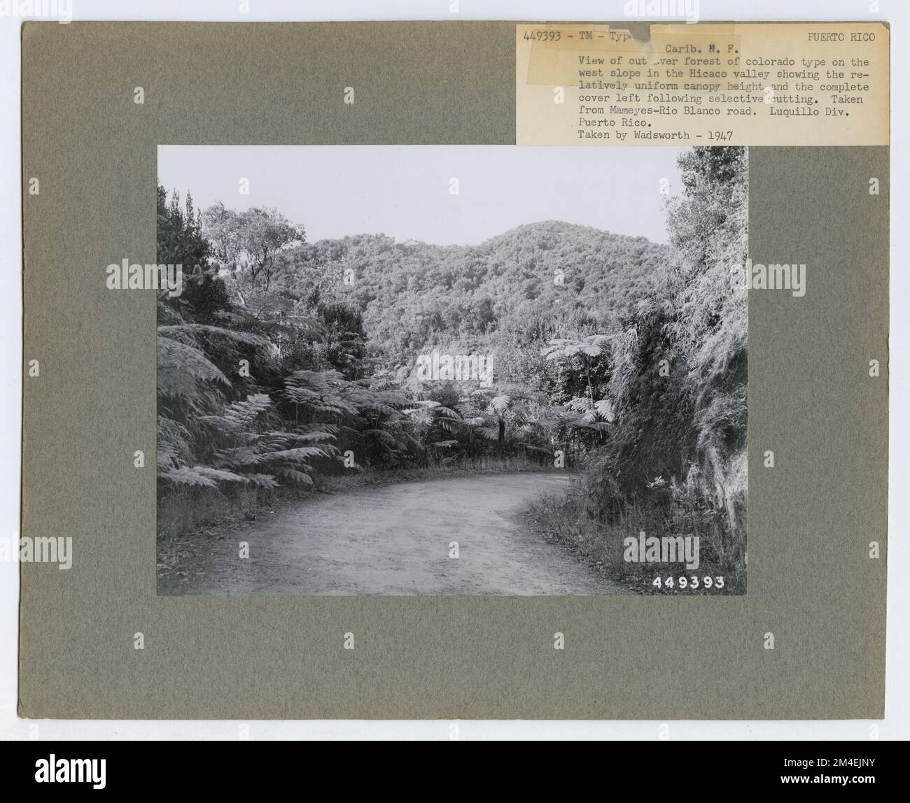 Timber Management: Types - Puerto Rico. Photographs Relating to ...