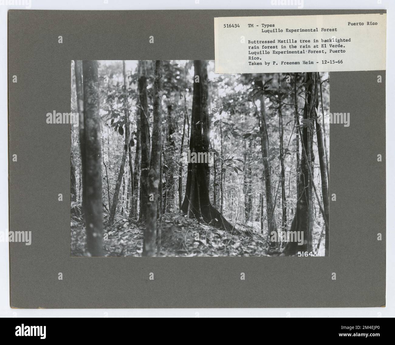 Timber Management: Types - Puerto Rico. Photographs Relating to ...