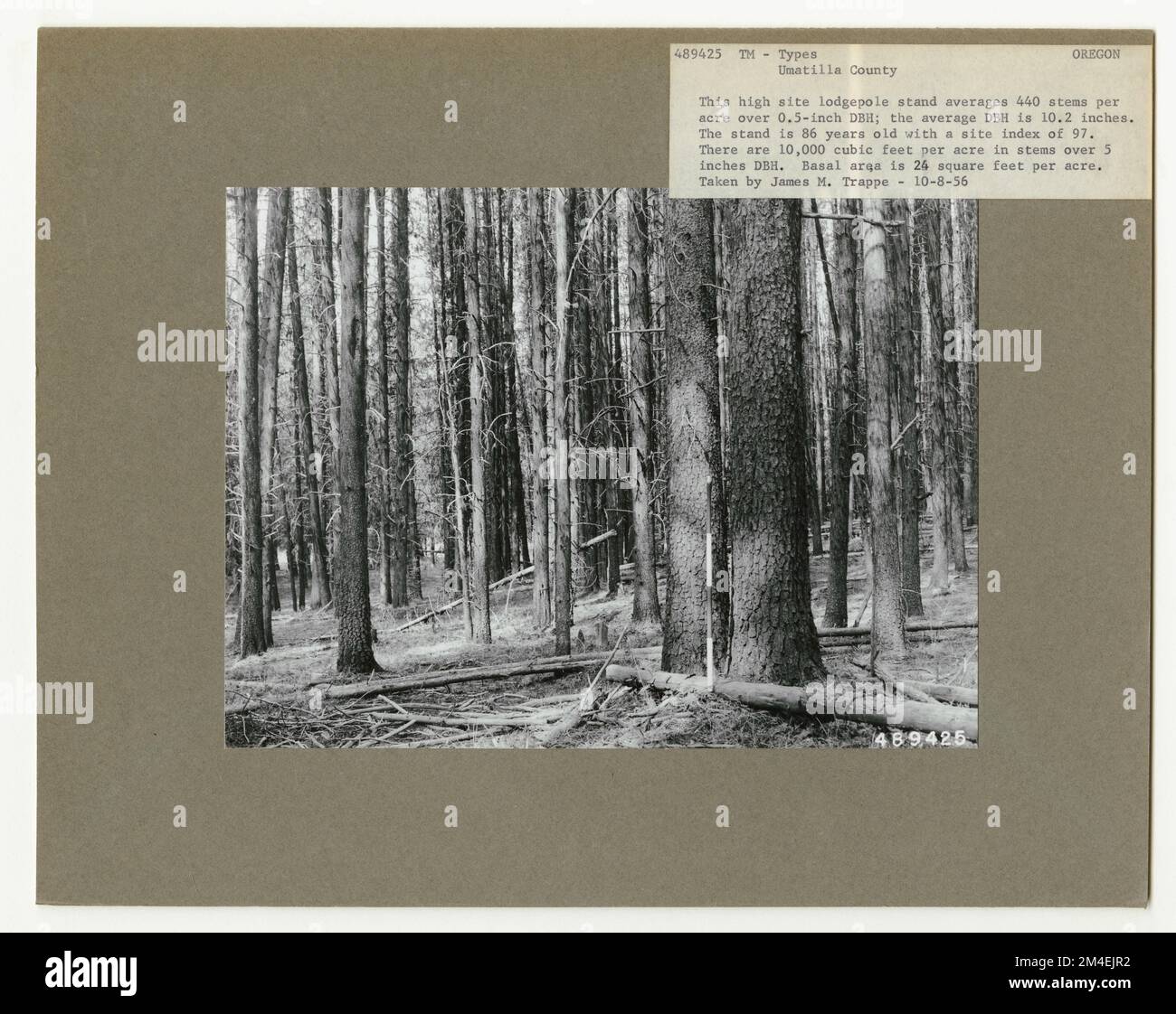 Timber Management: Types - Oregon. Photographs Relating to National ...