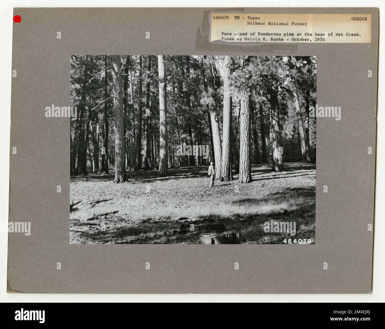 Timber Management: Types - Oregon. Photographs Relating to National ...