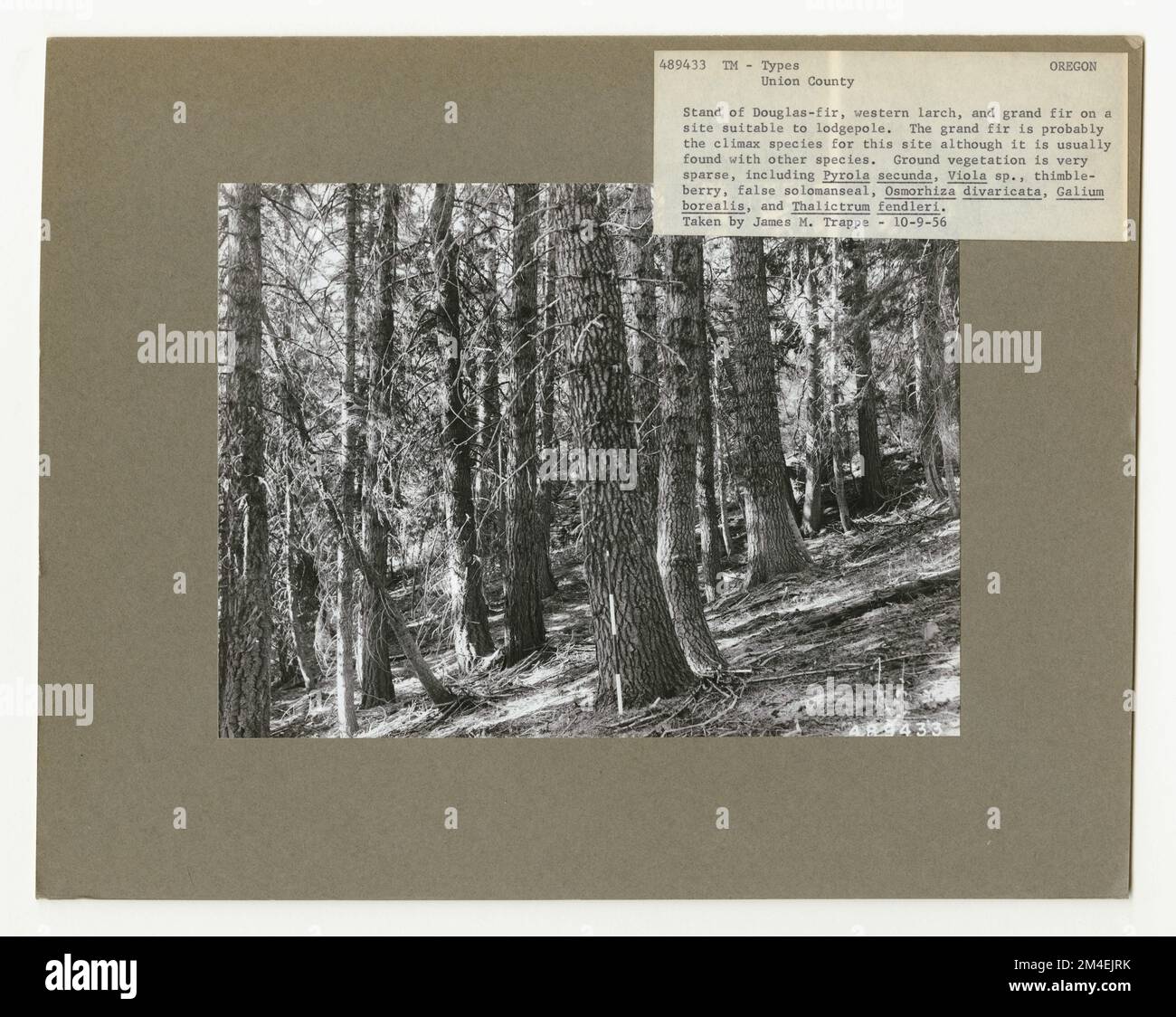 Timber Management: Types - Oregon. Photographs Relating to National ...